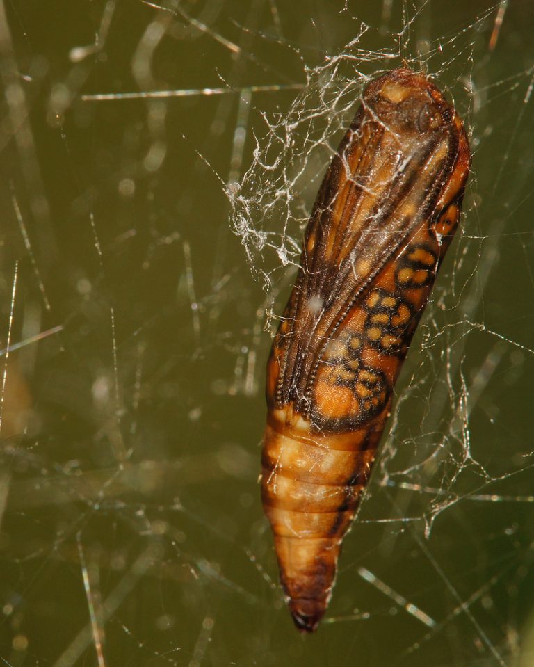 Ailanthus Webworm Moth: Identification, Life Cycle, Facts & Pictures