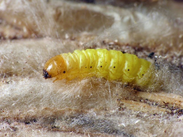 Bee Moth: Identification, Life Cycle, Facts & Pictures