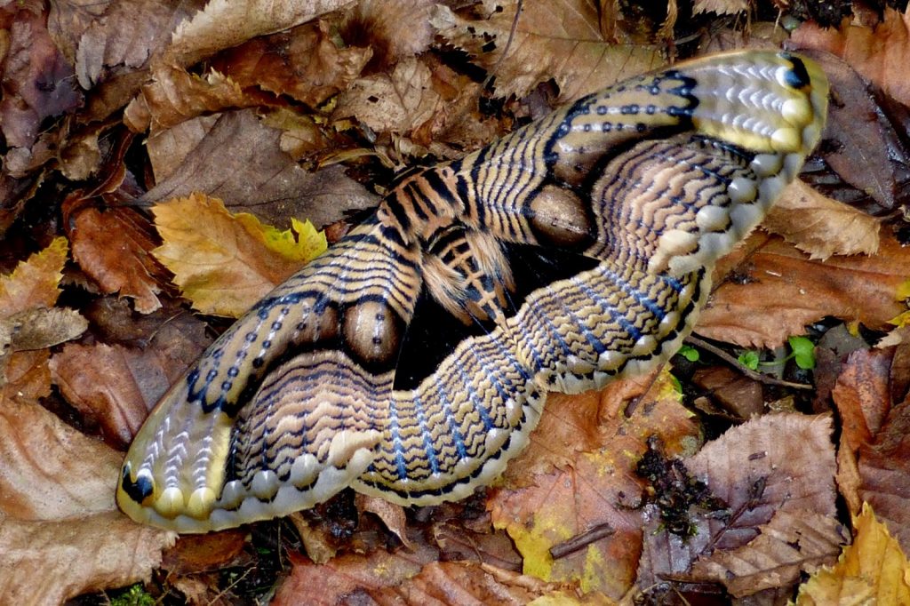 Owl Moth: Identification, Life Cycle, Facts & Pictures