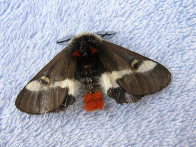 Buck Moth: Identification, Life Cycle, Facts & Pictures