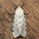 Salt Marsh Moth: Identification, Life Cycle, Facts & Pictures