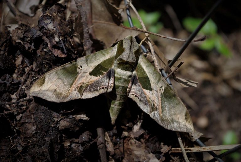 Pandora Sphinx Moth: Identification, Life Cycle, Facts & Pictures