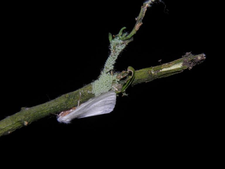 Fall Webworm: Identification, Life Cycle, Facts & Pictures