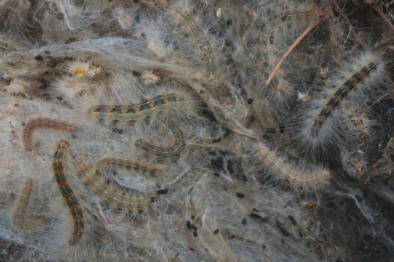 Fall Webworm: Identification, Life Cycle, Facts & Pictures