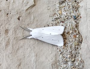 Fall Webworm: Identification, Life Cycle, Facts & Pictures