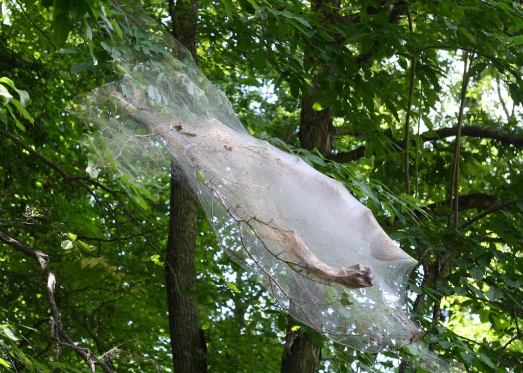Fall Webworm: Identification, Life Cycle, Facts & Pictures