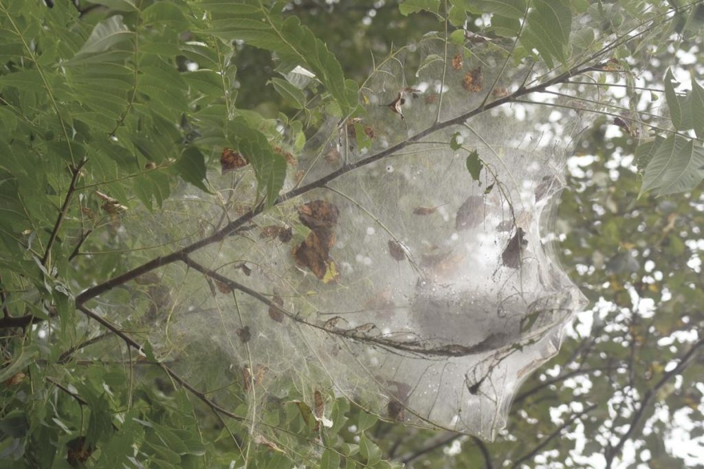 Fall Webworm: Identification, Life Cycle, Facts & Pictures