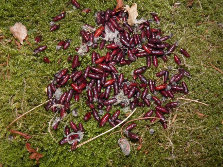 Fall Webworm: Identification, Life Cycle, Facts & Pictures