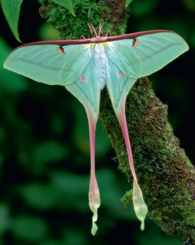 Chinese Luna Moth: Identification, Life Cycle, Facts & Pictures