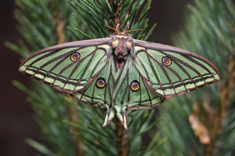 Spanish Moon Moth: Identification, Life Cycle, Facts & Pictures