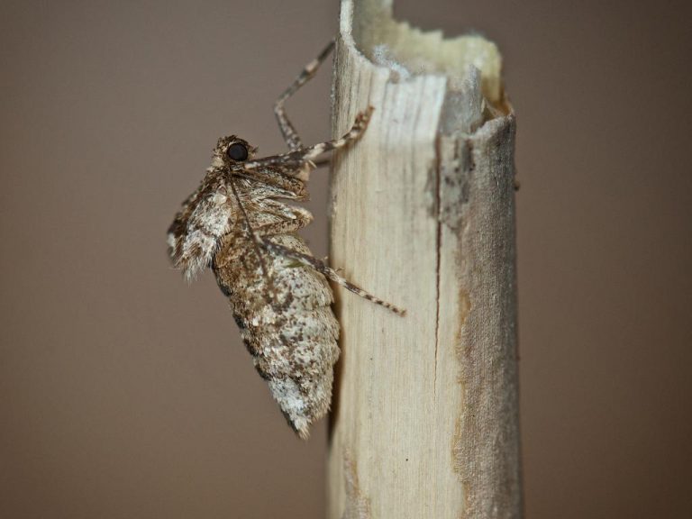 Winter Moth: Identification, Life Cycle, Facts & Pictures