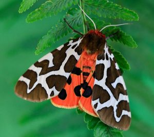 Garden Tiger Moth: Identification, Life Cycle, Facts & Pictures