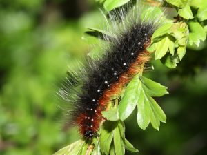 Garden Tiger Moth: Identification, Life Cycle, Facts & Pictures