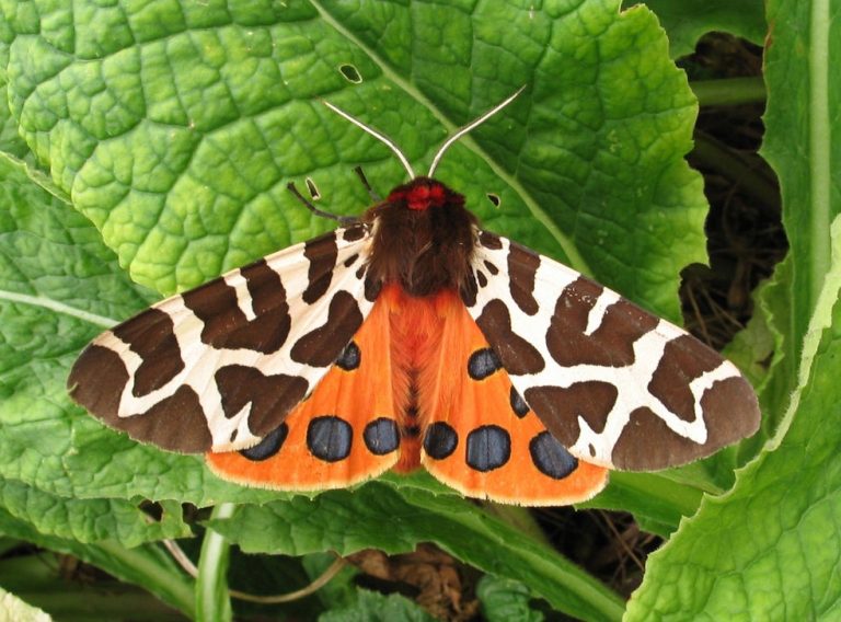 Garden Tiger Moth: Identification, Life Cycle, Facts & Pictures