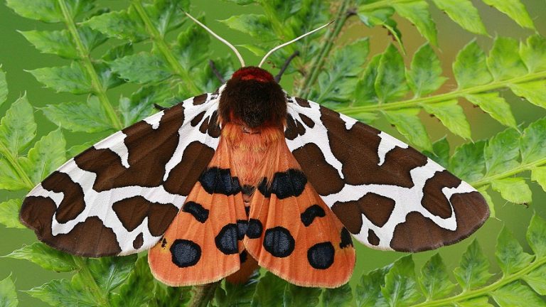 Garden Tiger Moth: Identification, Life Cycle, Facts & Pictures