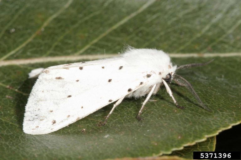 Fall Webworm: Identification, Life Cycle, Facts & Pictures