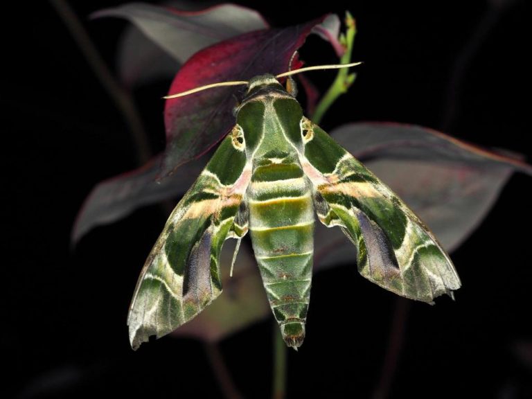 Hawk moths – Identification, Life Cycle, Facts & Pictures