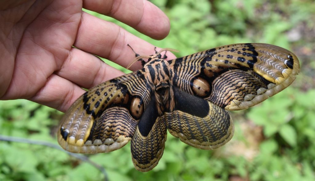 Owl Moth: Identification, Life Cycle, Facts & Pictures