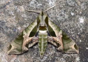 Pandora Sphinx Moth: Identification, Life Cycle, Facts & Pictures