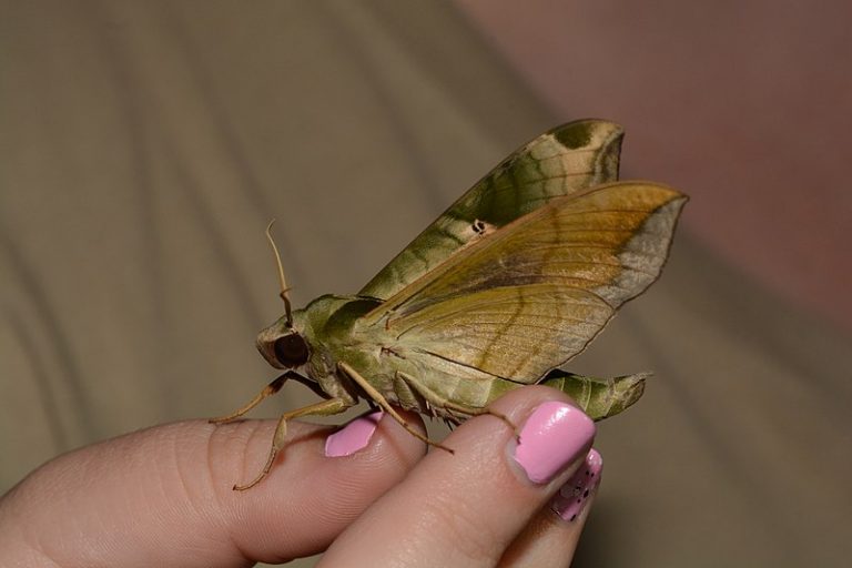 Pandora Sphinx Moth: Identification, Life Cycle, Facts & Pictures