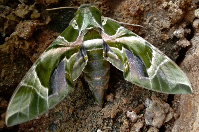 Pandora Sphinx Moth: Identification, Life Cycle, Facts & Pictures