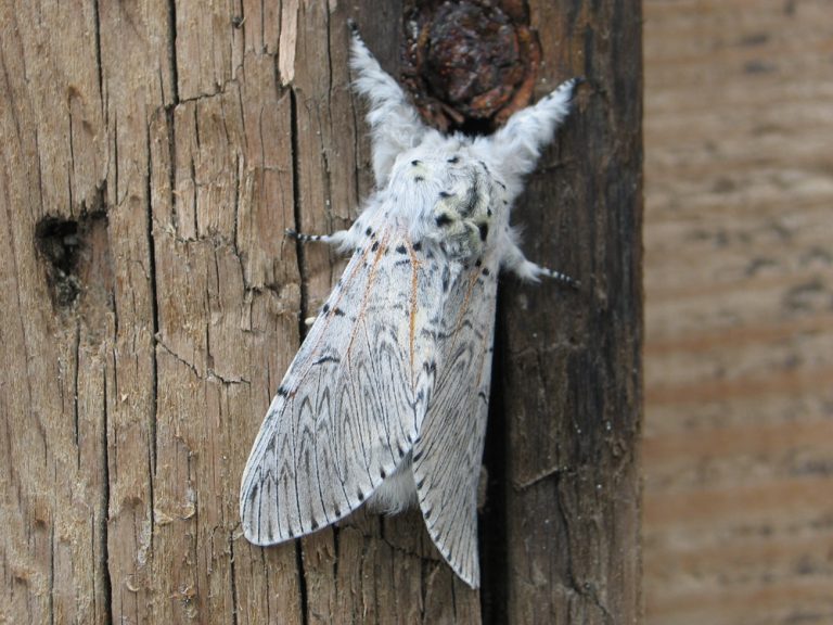 Puss Moth: Identification, Life Cycle, Facts & Pictures