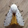 Salt Marsh Moth: Identification, Life Cycle, Facts & Pictures