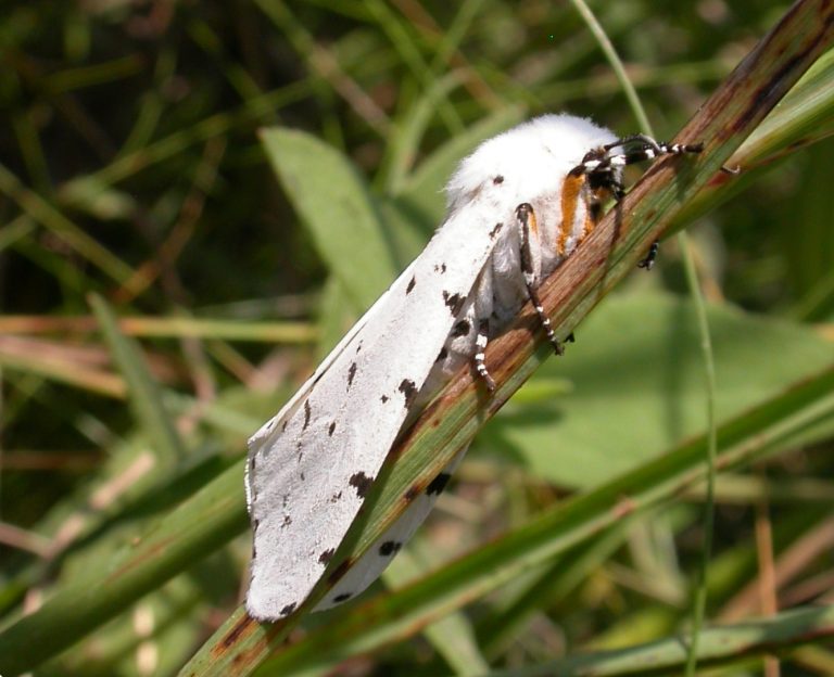 Salt Marsh Moth: Identification, Life Cycle, Facts & Pictures