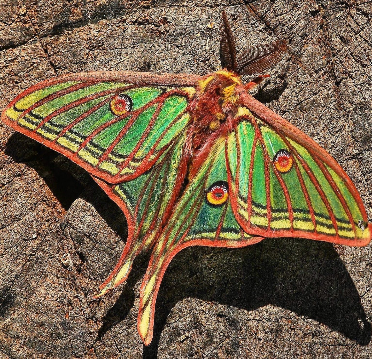Spanish Moon Moth: Identification, Life Cycle, Facts & Pictures