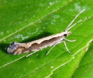 Diamondback Moth: Identification, Life Cycle, Facts & Pictures