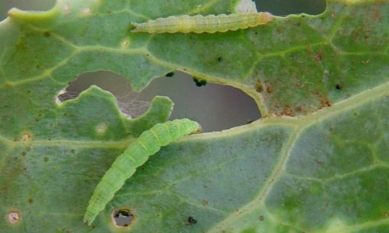 Diamondback Moth: Identification, Life Cycle, Facts & Pictures