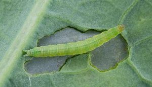 Diamondback Moth: Identification, Life Cycle, Facts & Pictures