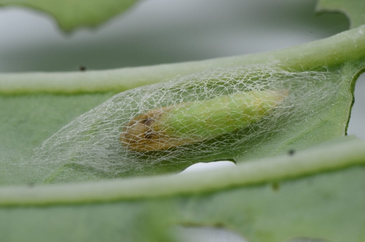 Diamondback Moth: Identification, Life Cycle, Facts & Pictures