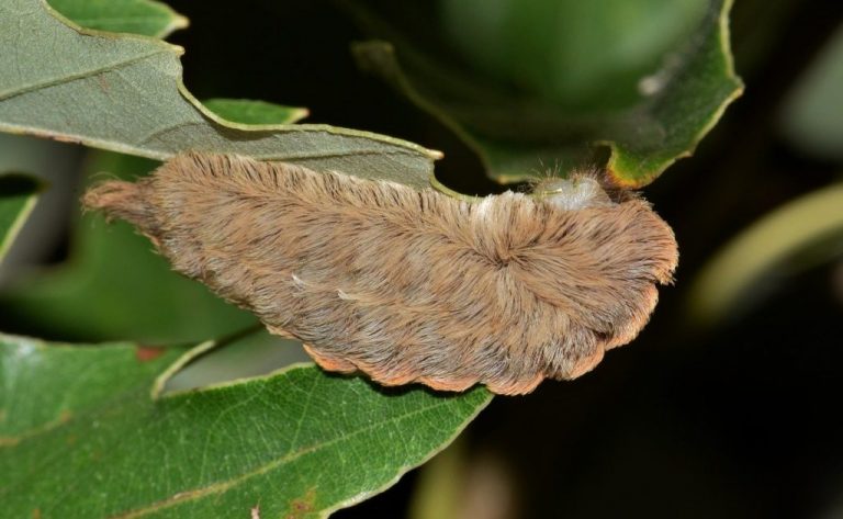 Southern Flannel Moth: Identification, Life Cycle, Facts & Pictures
