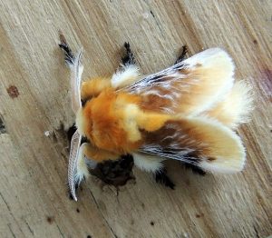 Southern Flannel Moth: Identification, Life Cycle, Facts & Pictures