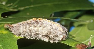 Southern Flannel Moth: Identification, Life Cycle, Facts & Pictures