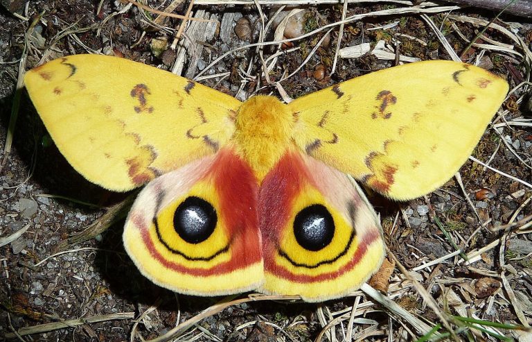 Io Moth: Identification, Life Cycle, Facts & Pictures