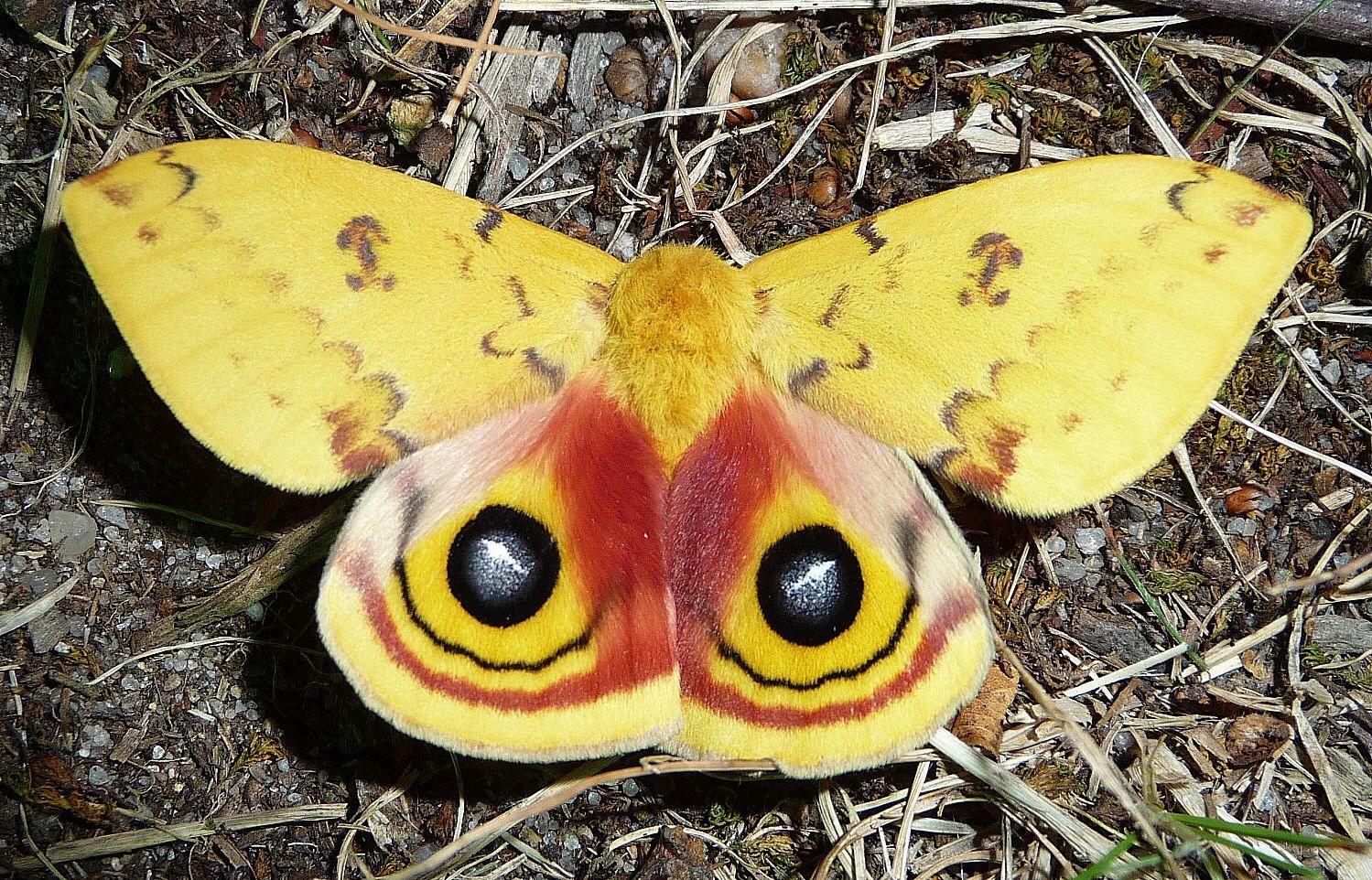 Io Moth: Identification, Life Cycle, Facts & Pictures