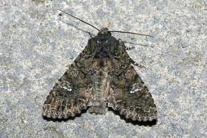 Cabbage Moth: Identification, Life Cycle, Facts & Pictures