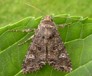 Cabbage Moth: Identification, Life Cycle, Facts & Pictures
