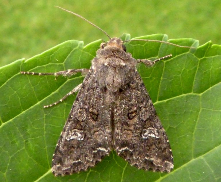 Cabbage Moth: Identification, Life Cycle, Facts & Pictures