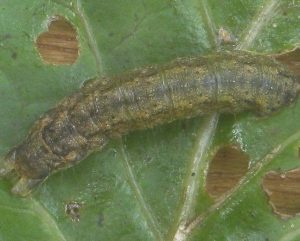 Cabbage Moth: Identification, Life Cycle, Facts & Pictures