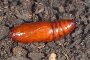 Cabbage Moth: Identification, Life Cycle, Facts & Pictures