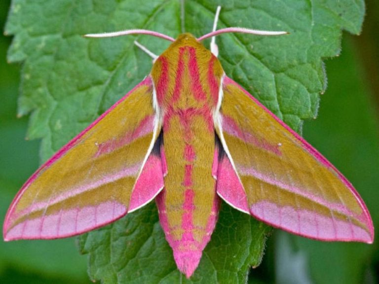 Elephant-Hawk Moth: Identification, Life Cycle, Facts & Pictures