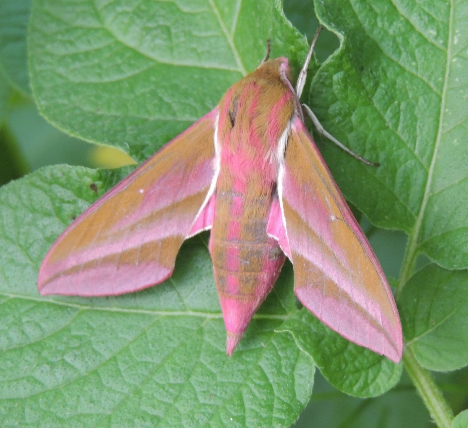 Elephant-Hawk Moth: Identification, Life Cycle, Facts & Pictures
