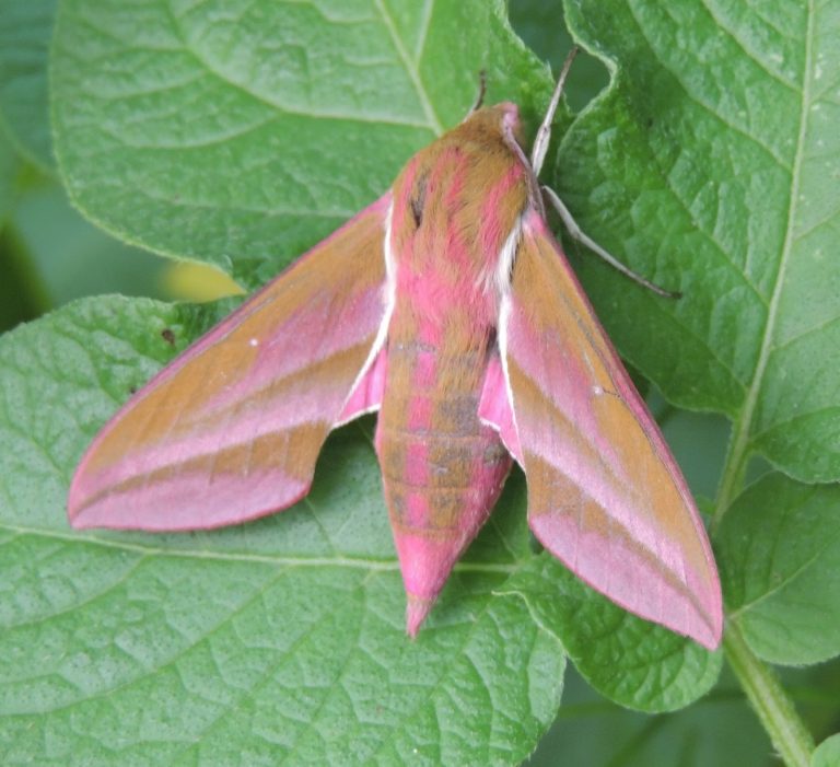 Elephant-Hawk Moth: Identification, Life Cycle, Facts & Pictures