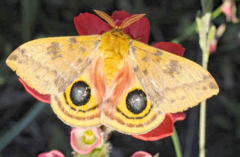 Io Moth: Identification, Life Cycle, Facts & Pictures