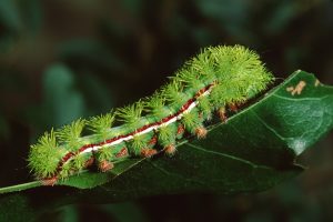 Io Moth: Identification, Life Cycle, Facts & Pictures