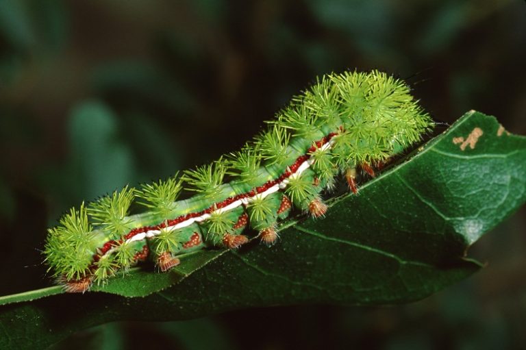 Io Moth: Identification, Life Cycle, Facts & Pictures