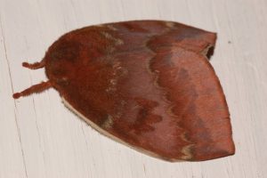 Io Moth: Identification, Life Cycle, Facts & Pictures